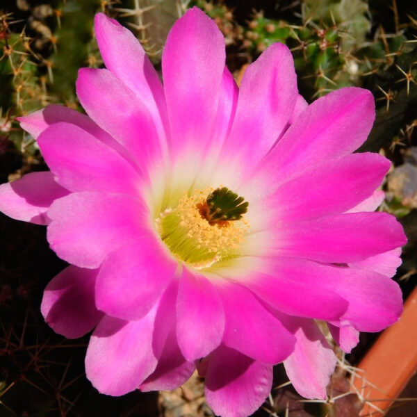 Echinocereus pentalophus, cuidados y reproducción 🌱 Th Cactus