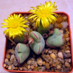 Conophytum Ratum 🌱 Th Suculentas