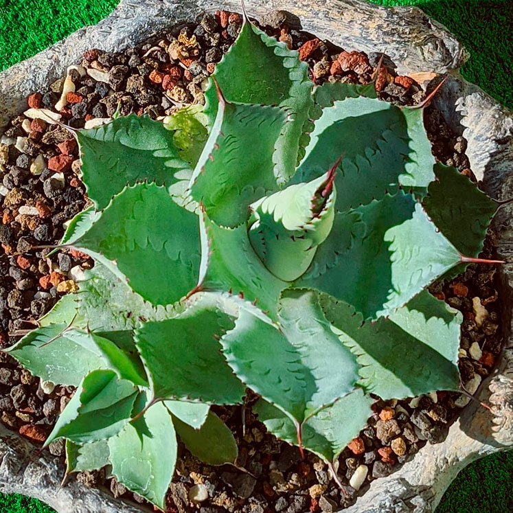 Agave potatorum, Cuidados y Reproducción 🌱 Th Suculentas