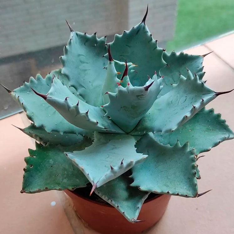 Agave potatorum, Cuidados y Reproducción 🌱 Th Suculentas