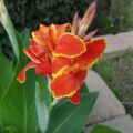 Como cuidar y reproducir la Canna indica o Achira 🌱