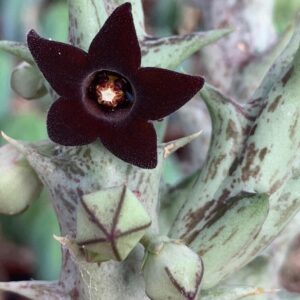 Caralluma hesperidium 🌱 Th Suculentas