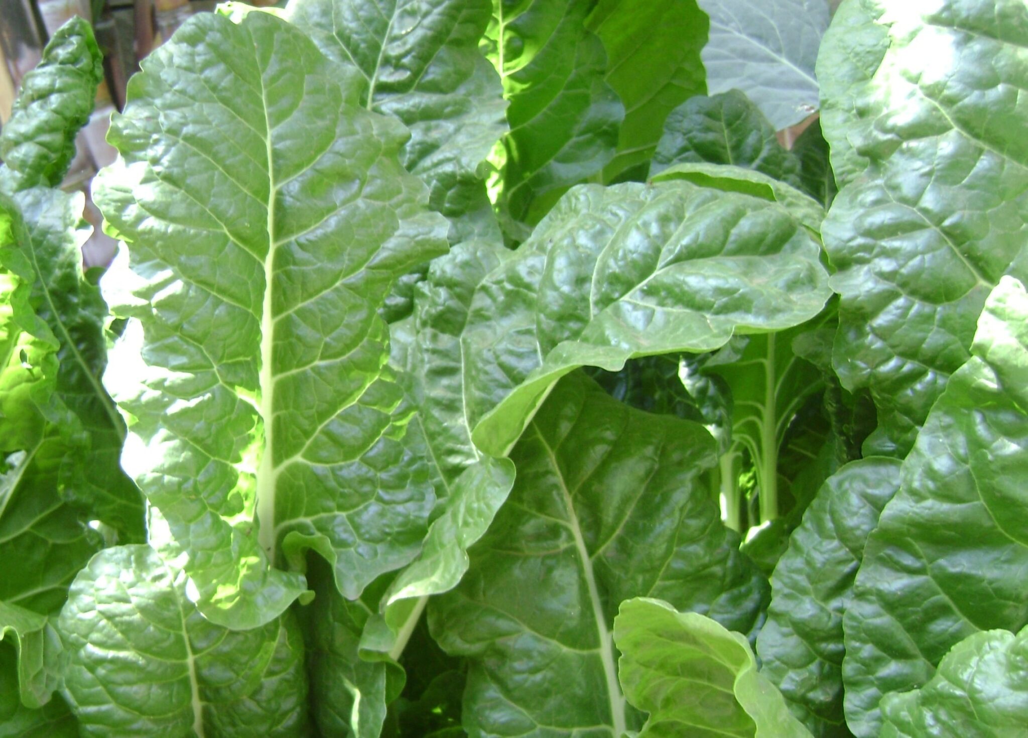 Cómo Cultivar Acelga: Guía Completa para tu Huerto 🌱 TPH