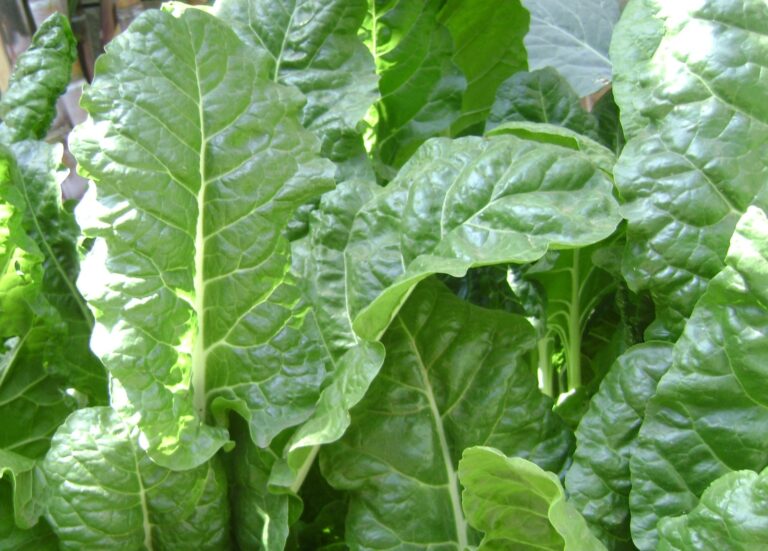 Cómo Cultivar Acelga: Guía Completa para tu Huerto 🌱 TPH