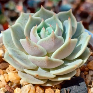 Echeveria Lola, Cuidados y Reproducción 🌱 Th Suculentas