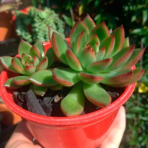 Echeveria agavoides Red Tips, Cuidados y Reproducción 🌱 Th