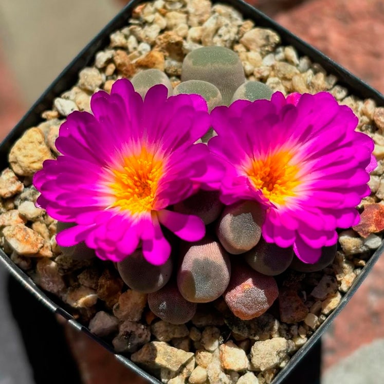 Frithia Pulchra: Cuidados y Reproducción 🌱 Th Suculentas