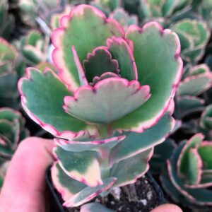 Kalanchoe: Características, Cuidados y Ventajas de esta Suculenta
