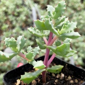 Haworthia Limifolia 🌱 Th Suculentas