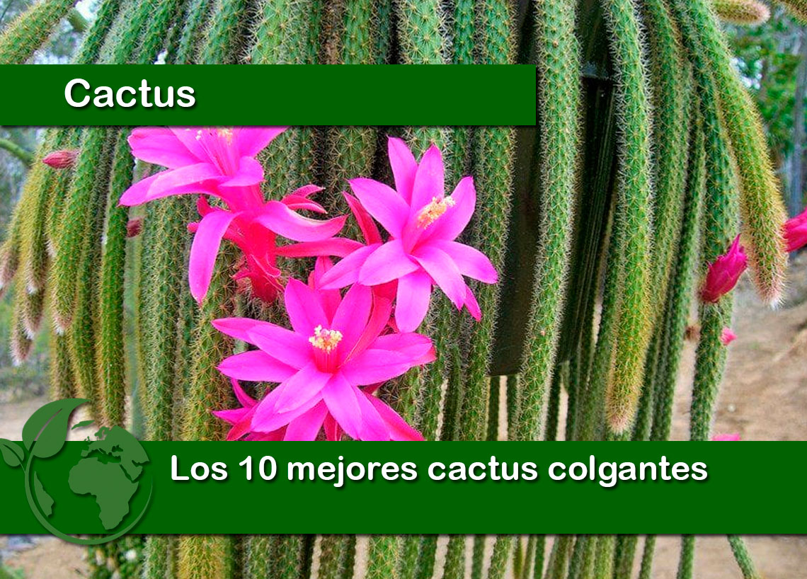 Los 10 mejores cactus colgantes 🌱 Th Cactus