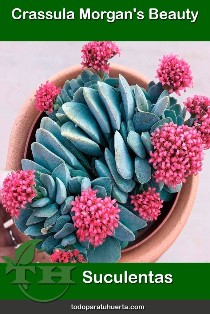 Crassula Morgan's Beauty 🌱 Th Suculentas